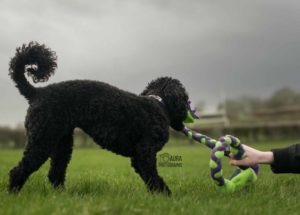 Picture Pawfect: 10 Tips For Photographing Black Dogs - PitPat