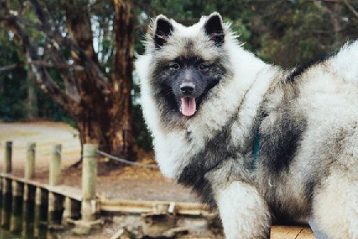 6 Most Unusual Dog Breeds In Our Pack PitPat 6-most-unusual-dog-breeds-in-our-pack-pitpat