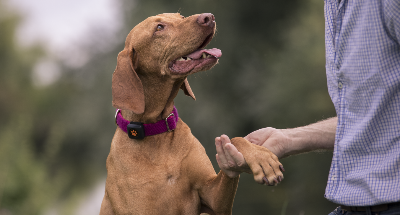 Activity Monitor - PitPat