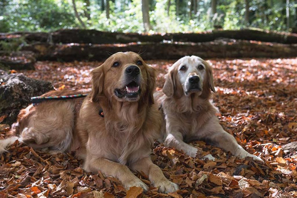 Alabama Rot in Dogs - Know your stuff - PitPat