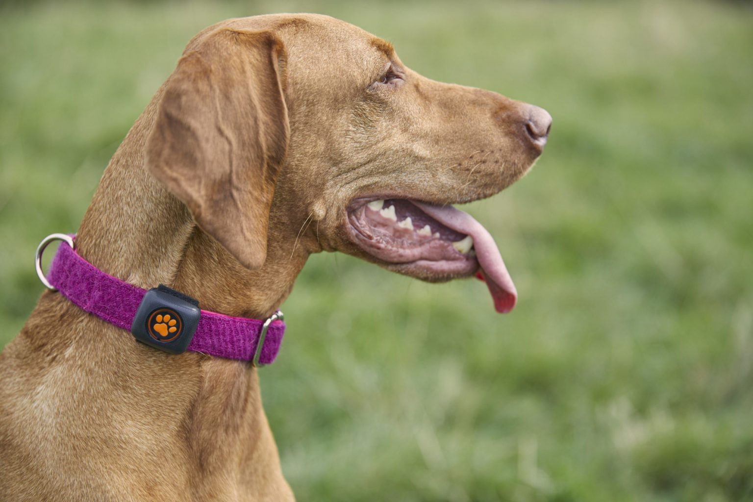 Why choose PitPat? - PitPat