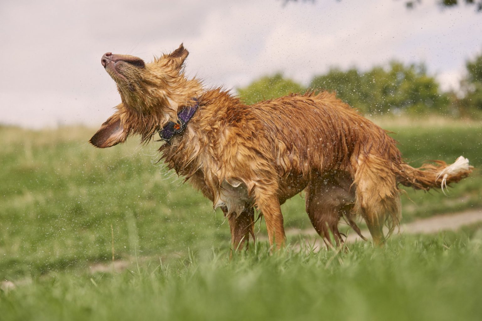 Why choose PitPat? - PitPat