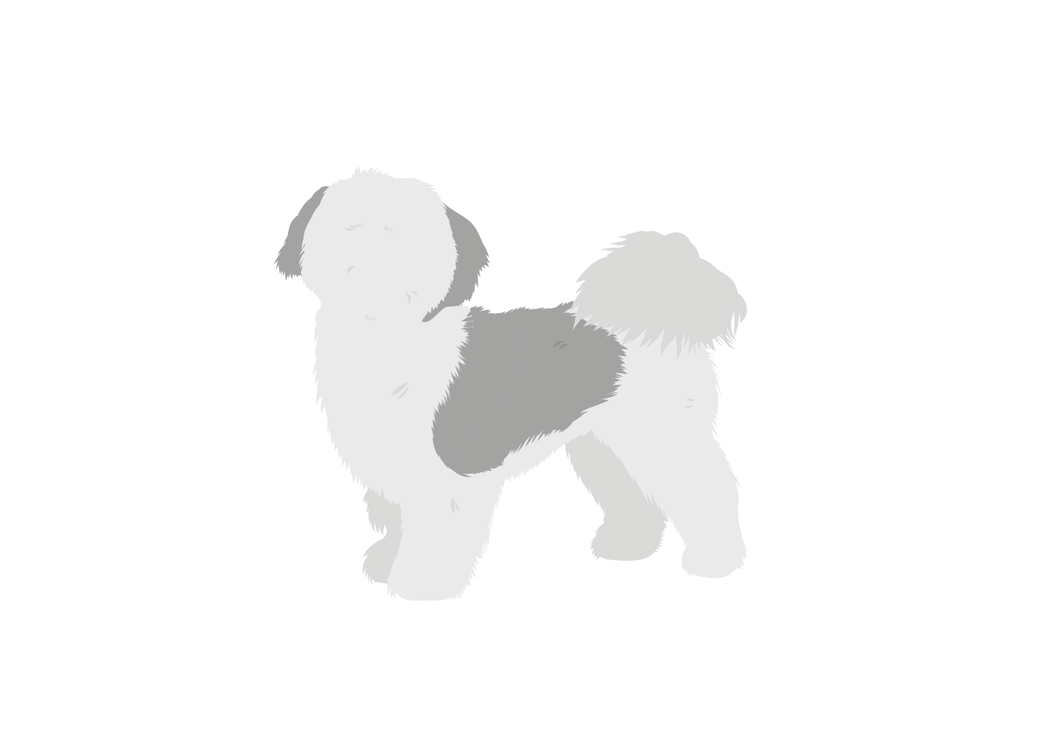 Shih Tzu Breed Guide - PitPat