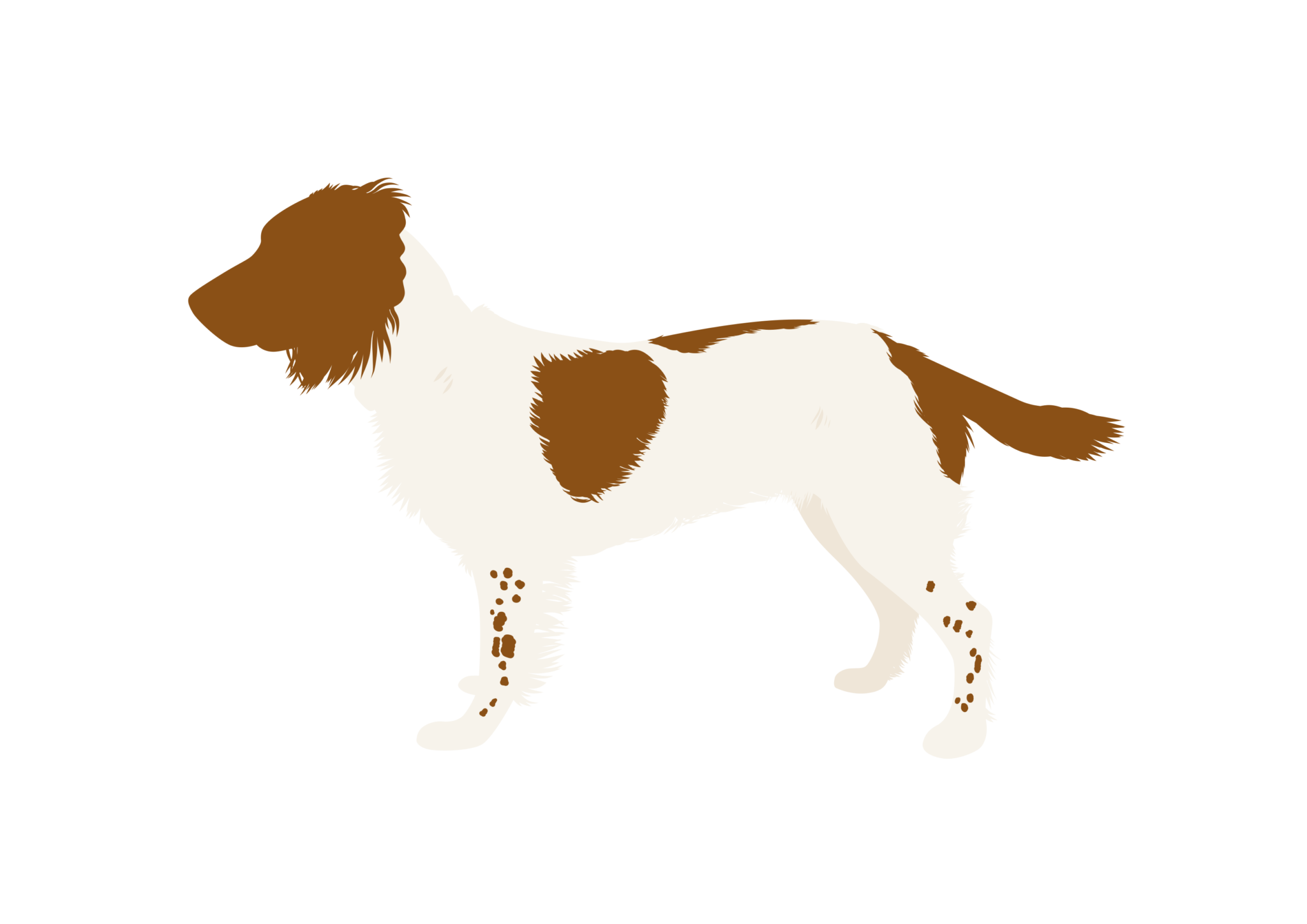 Springer Spaniel Breed Guide - PitPat