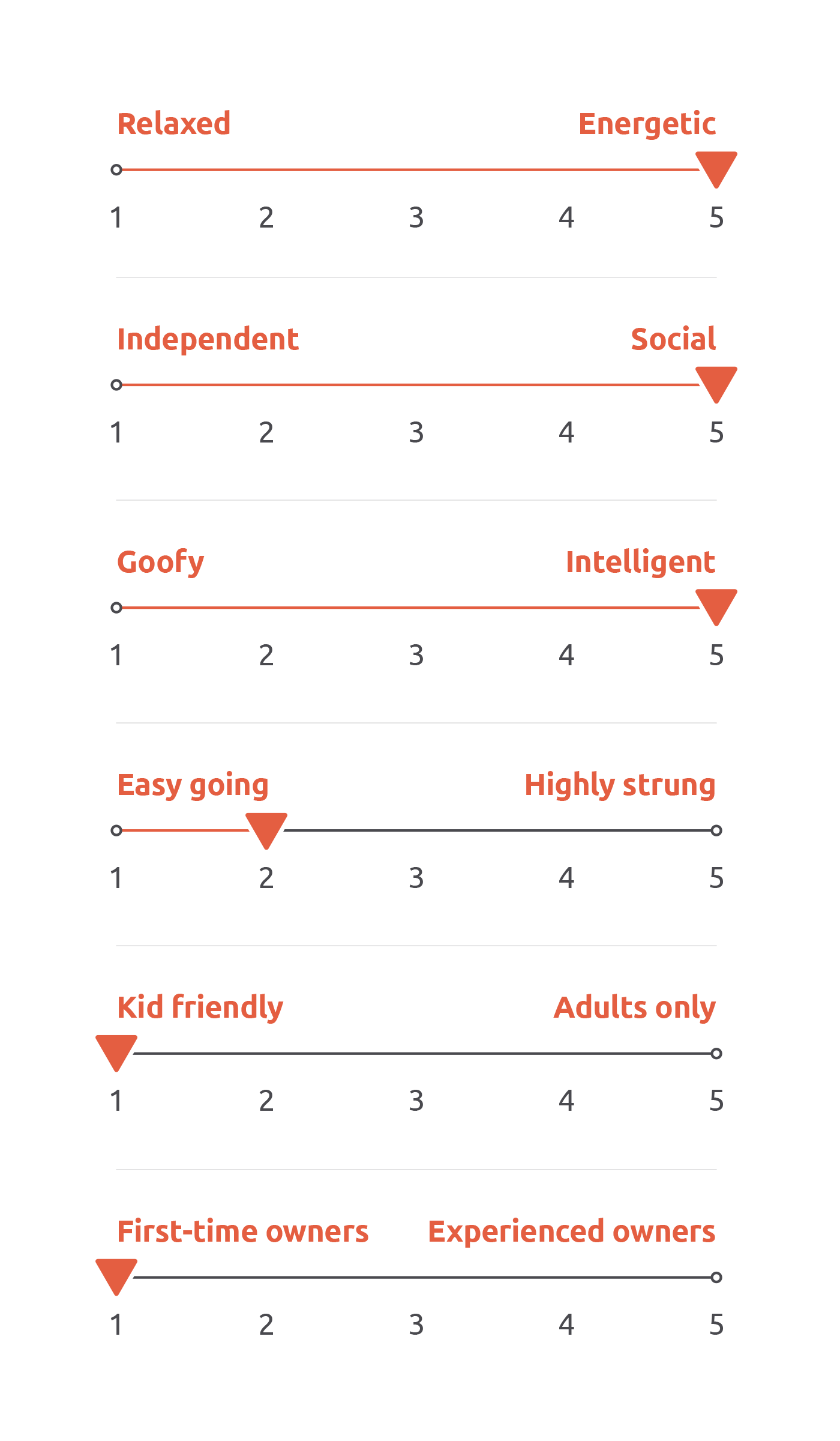 Labrador Retriever Breed Guide - PitPat