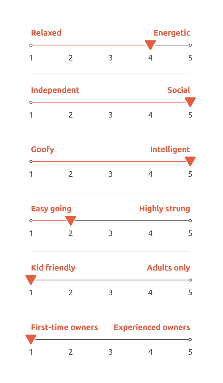 Cockapoo Breed Guide - PitPat