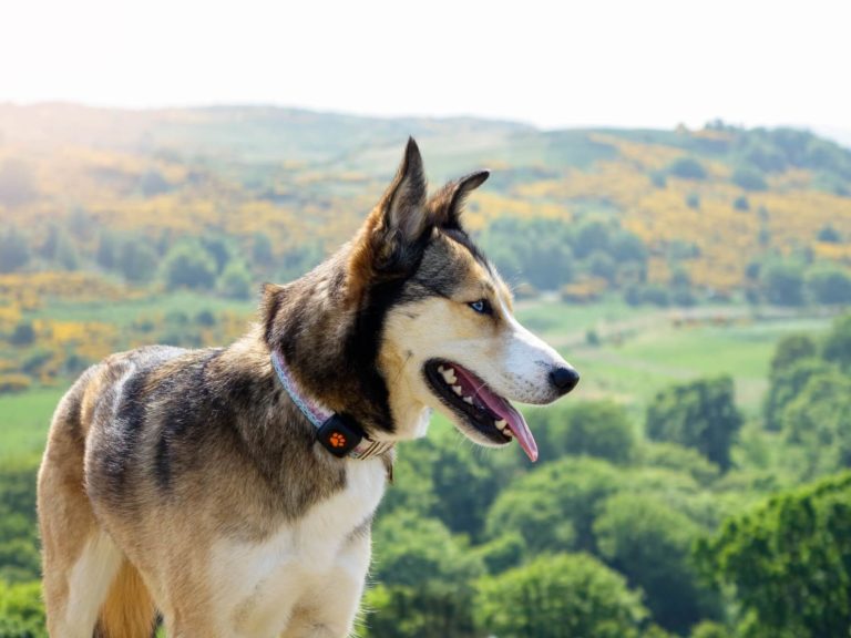 How to find exciting new dog walking routes near you - PitPat