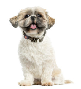 Shih Tzu Breed Guide - PitPat