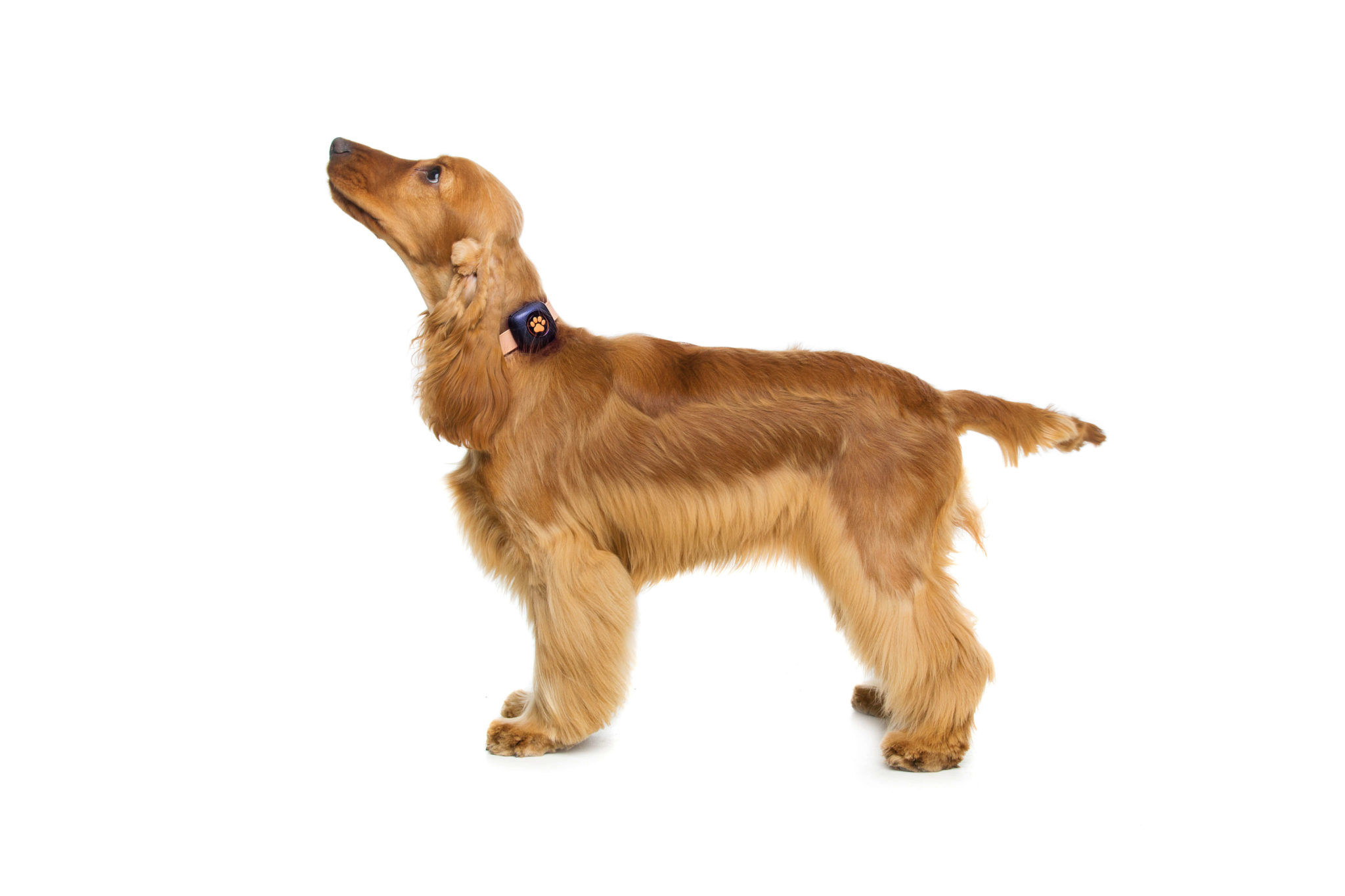 Cocker Spaniel Breed Guide - PitPat