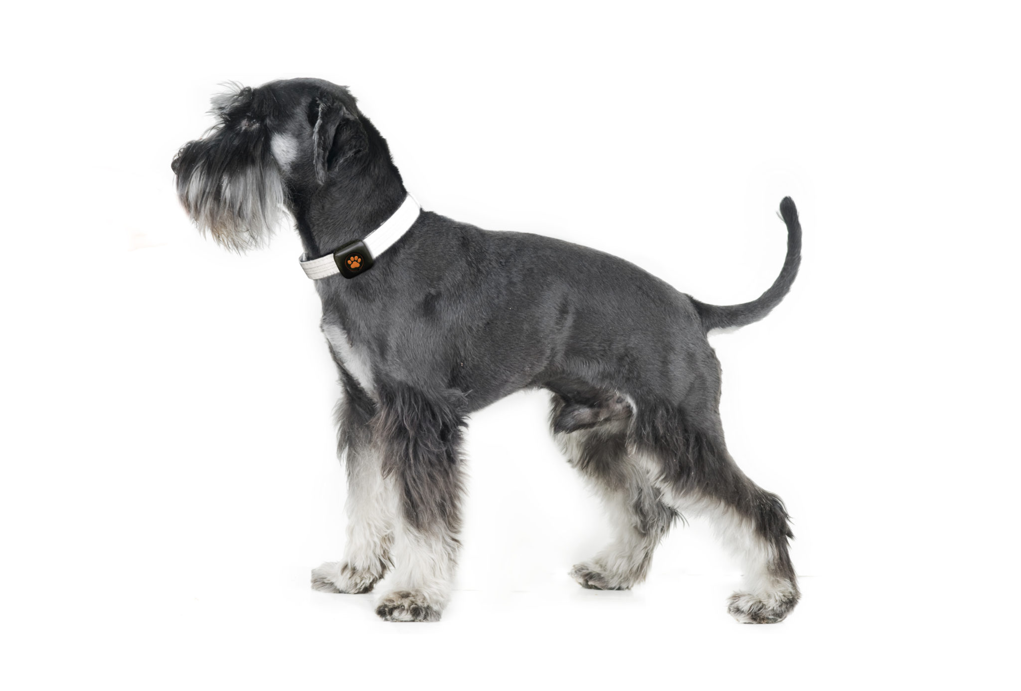 Miniature Schnauzer Breed Guide - PitPat