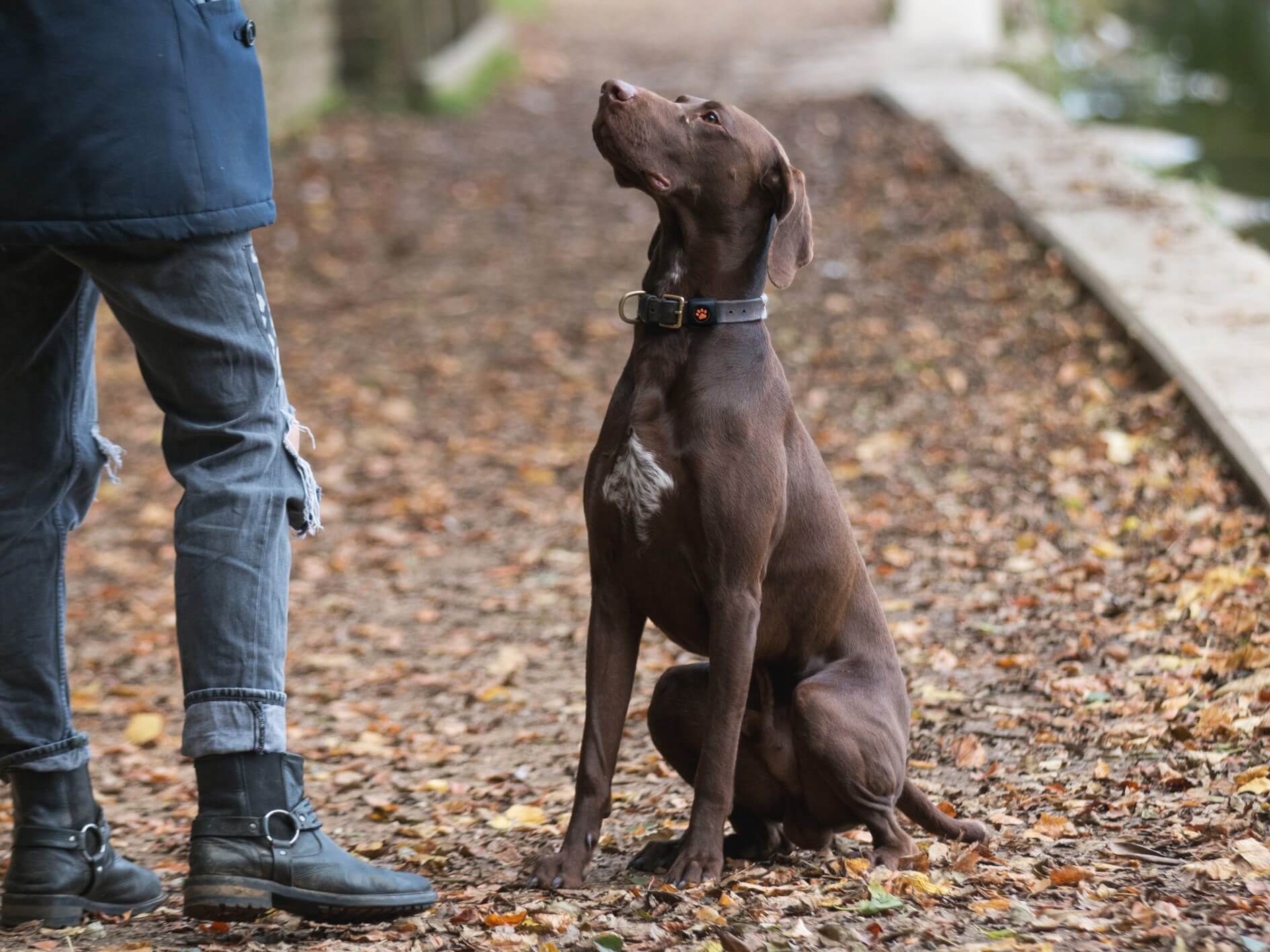 Competitive Dog Obedience: Everything you need to know - PitPat