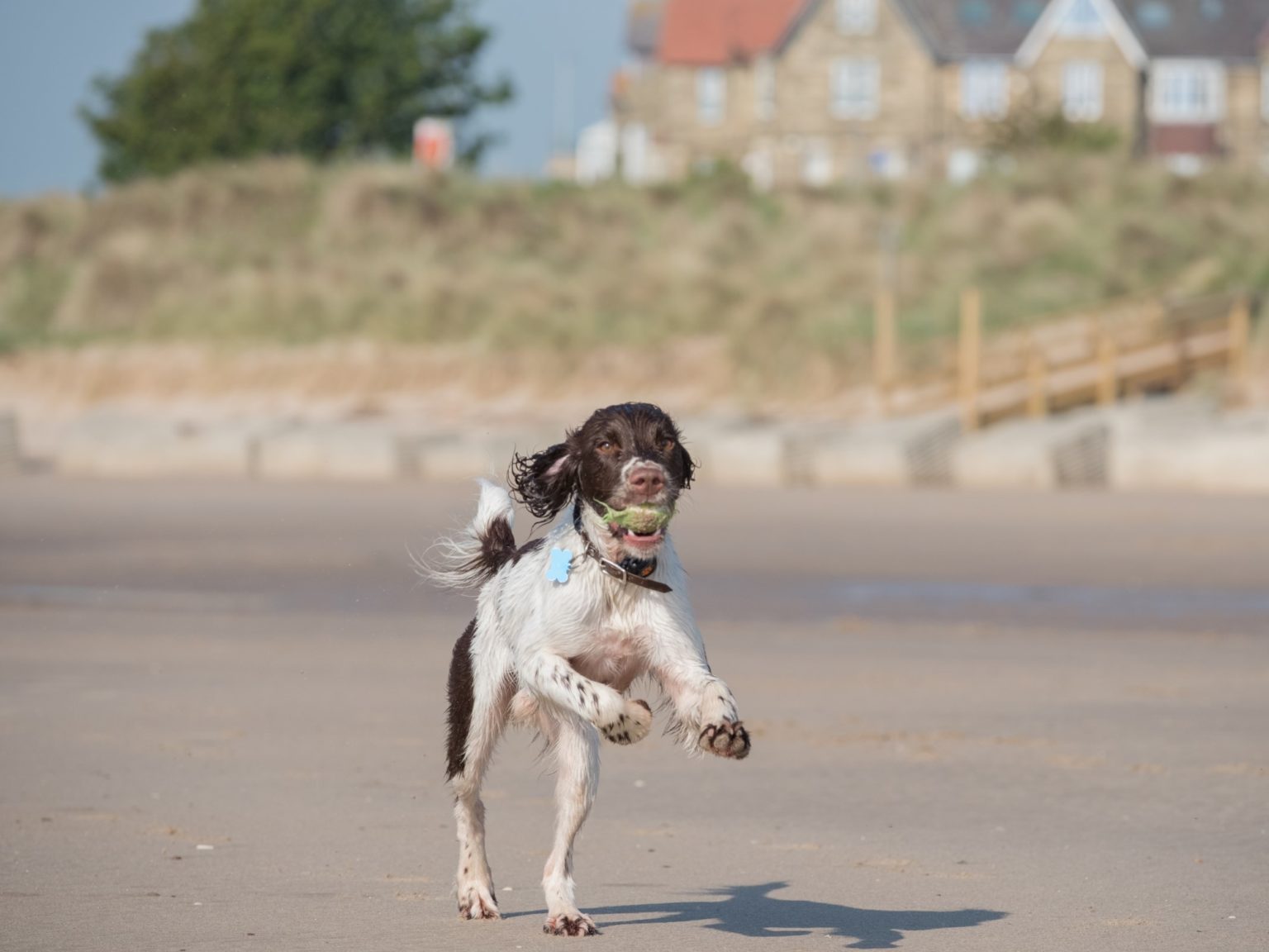 How much exercise does a Springer Spaniel need? | PitPat