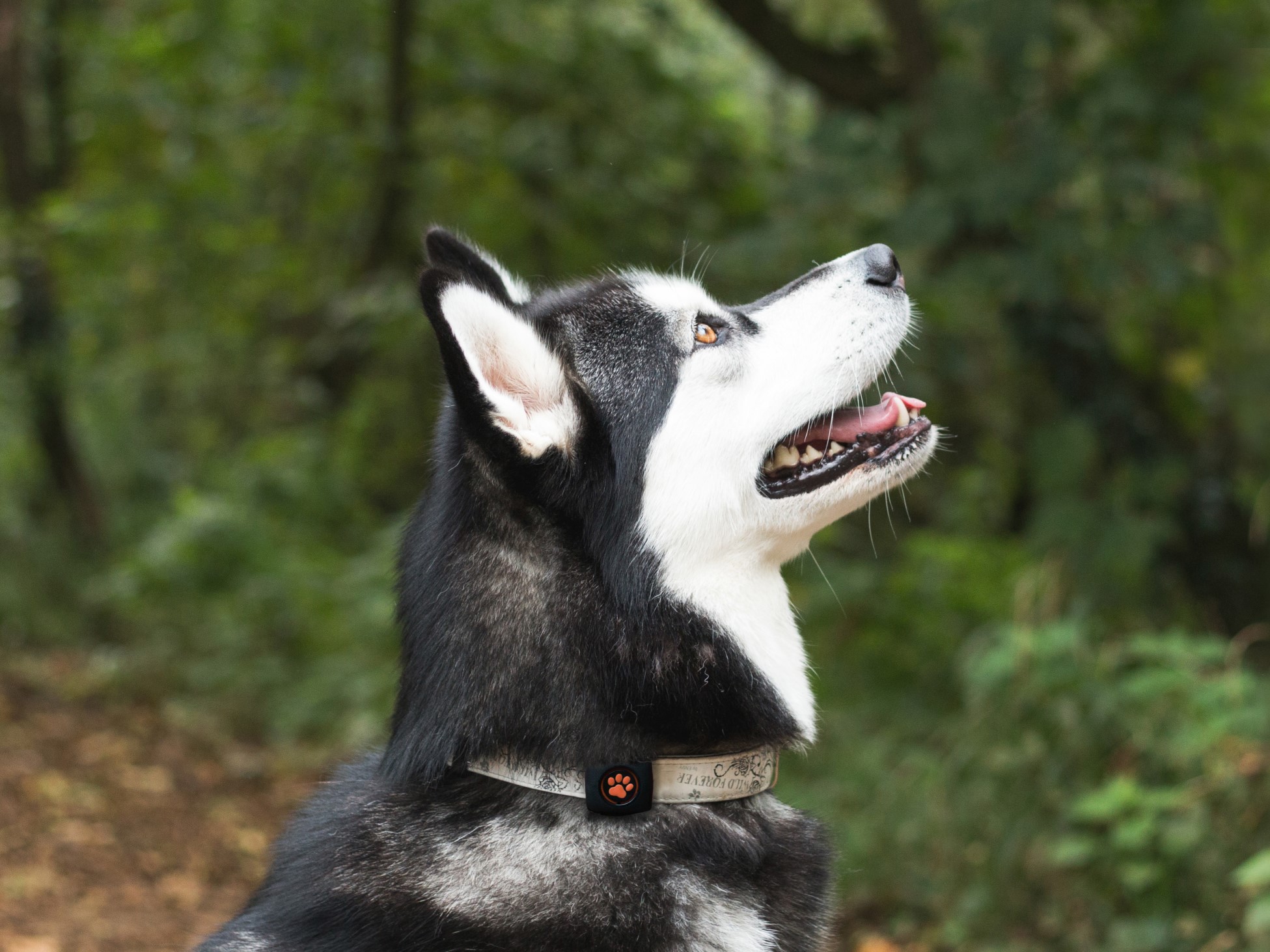 How much exercise does a Siberian Husky need? | PitPat