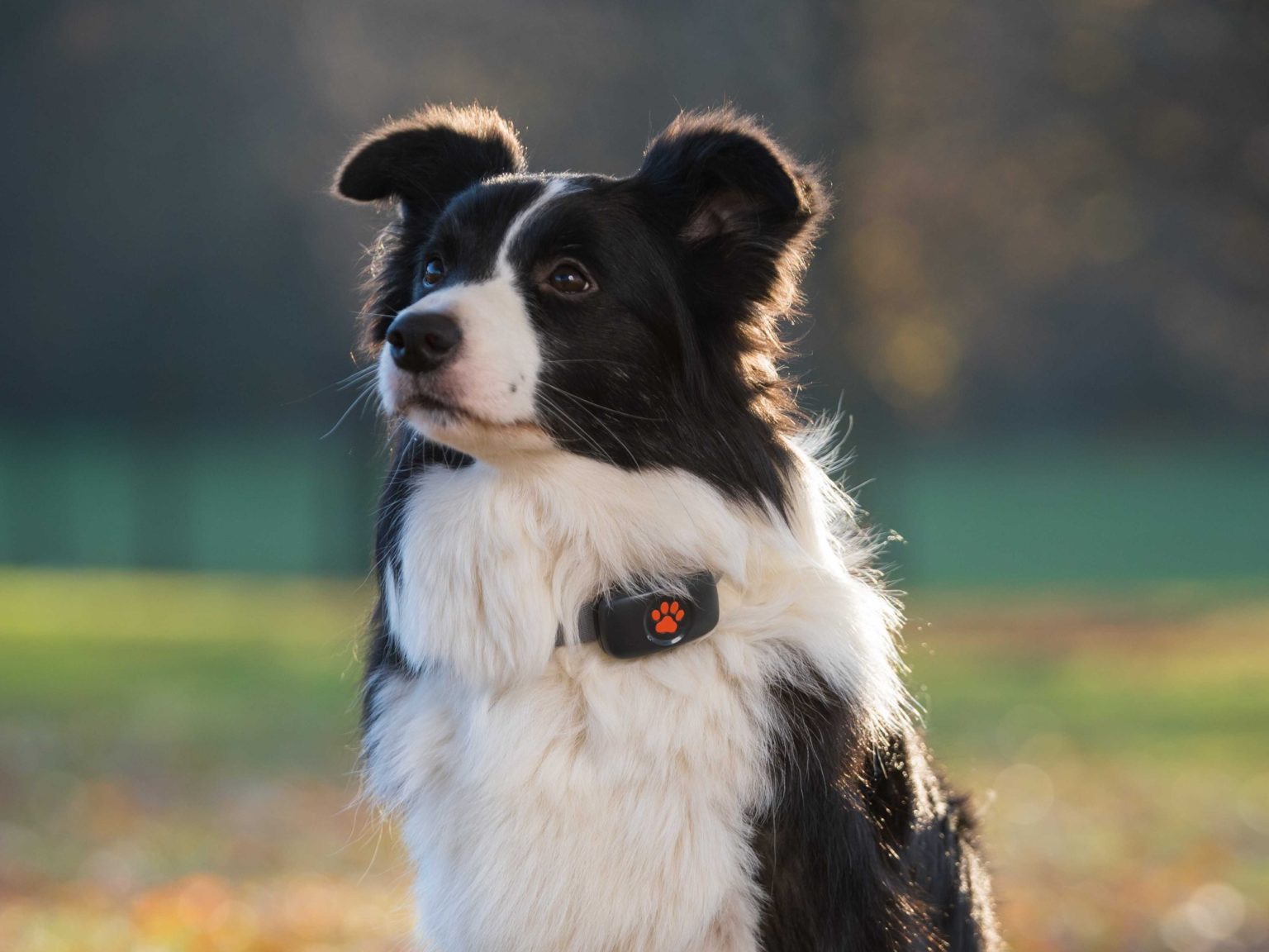 PitPat launches revolutionary GPS Tracker at CES 2022 - PitPat