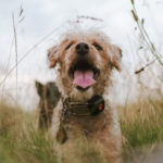 PitPat | Dog GPS Trackers and Dog Activity Monitors | Dog Health Platform