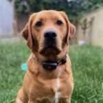 PitPat Dog GPS Tracker With No Subscription - PitPat
