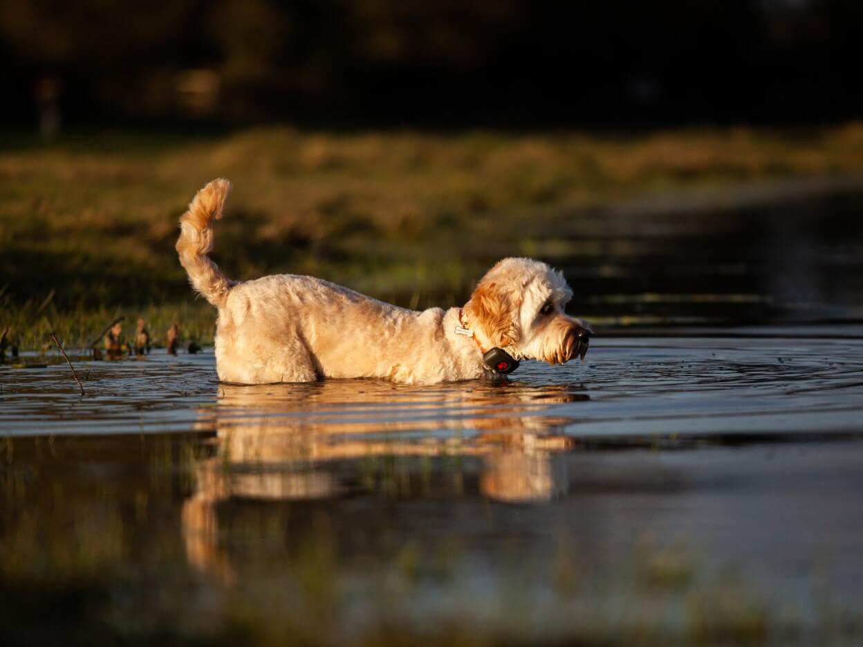 Taking your dog swimming: what you need to know - PitPat