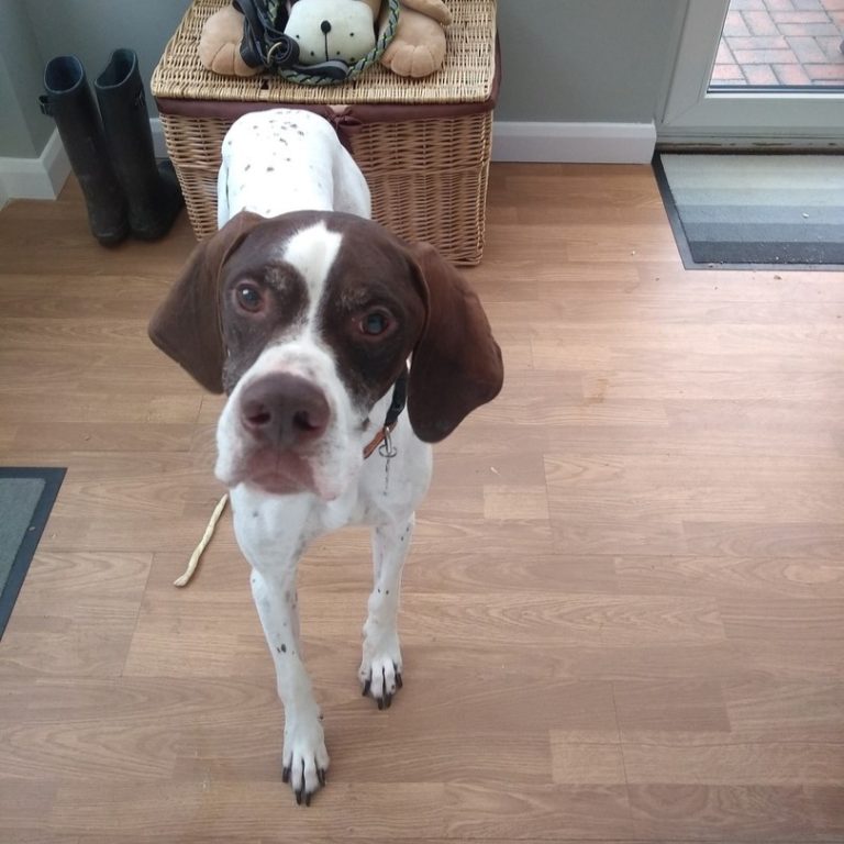 PitPat Adult Dog Food - PitPat