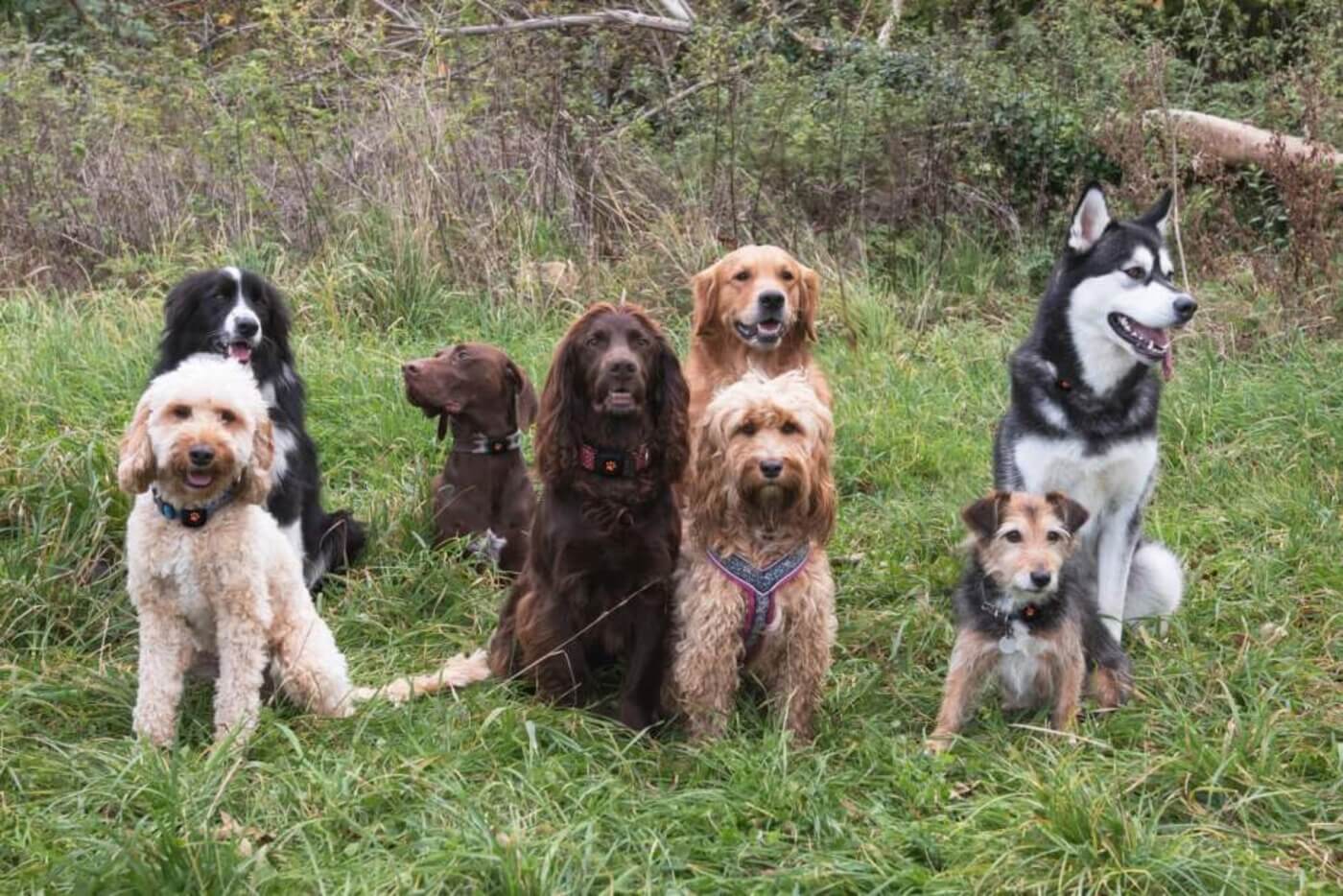 Dog Care Tips and Advice - PitPat