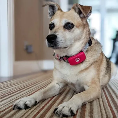 PitPat | Dog GPS Trackers and Dog Activity Monitors | Dog Health Platform