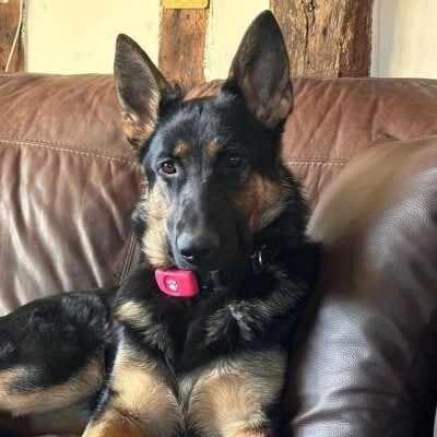 PitPat | Dog GPS Trackers and Dog Activity Monitors | Dog Health Platform