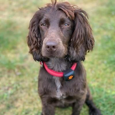 PitPat | Dog GPS Trackers and Dog Activity Monitors | Dog Health Platform