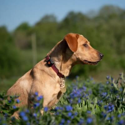 PitPat | Dog GPS Trackers and Dog Activity Monitors | Dog Health Platform