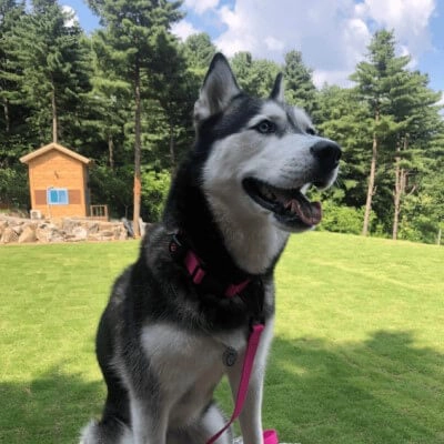 PitPat | Dog GPS Trackers and Dog Activity Monitors | Dog Health Platform