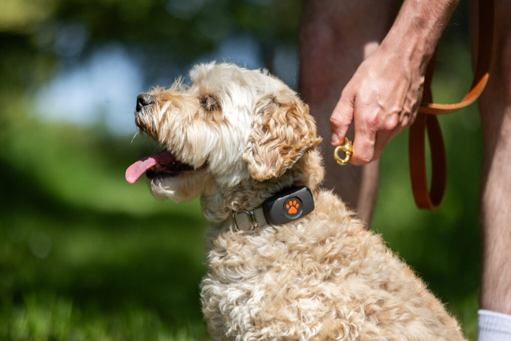 PitPat | Dog GPS Trackers and Dog Activity Monitors | Dog Health Platform